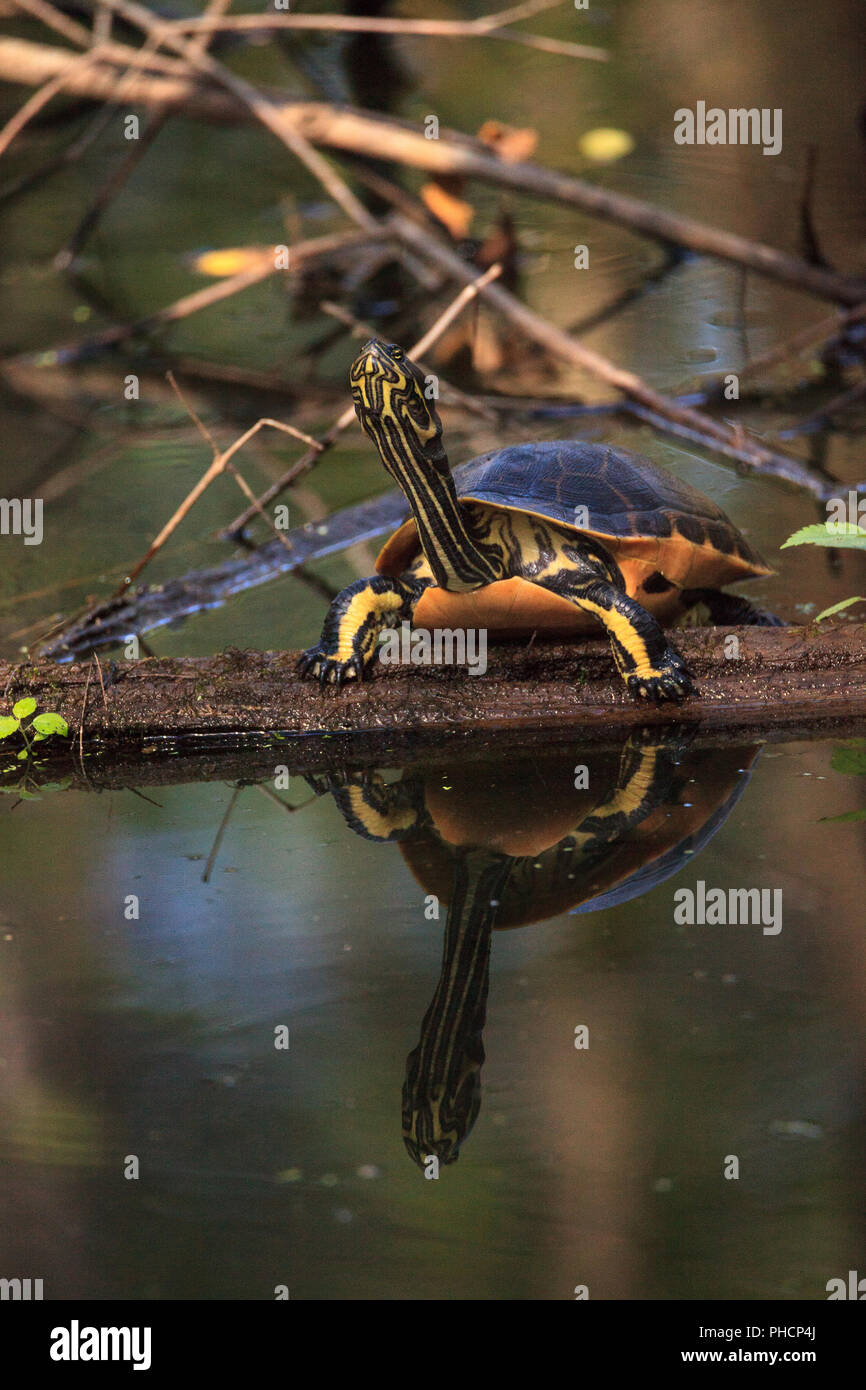 Nelson wildlife hi-res stock photography and images - Alamy