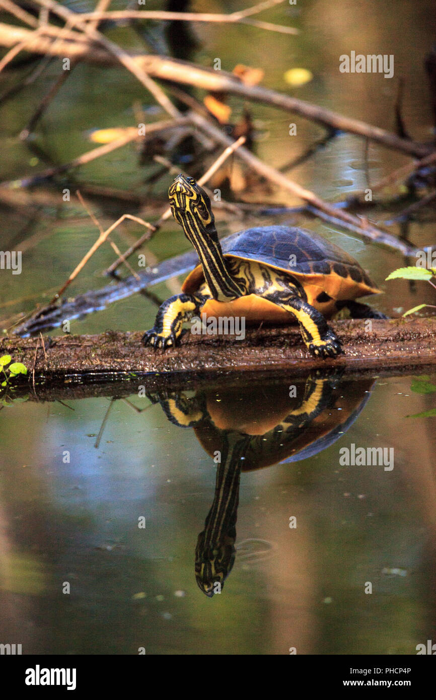 Swamp turtle florida hi-res stock photography and images - Alamy