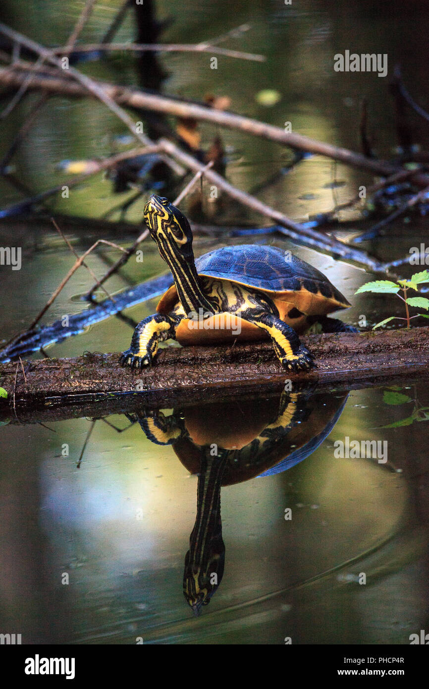 Nelson wildlife hi-res stock photography and images - Alamy