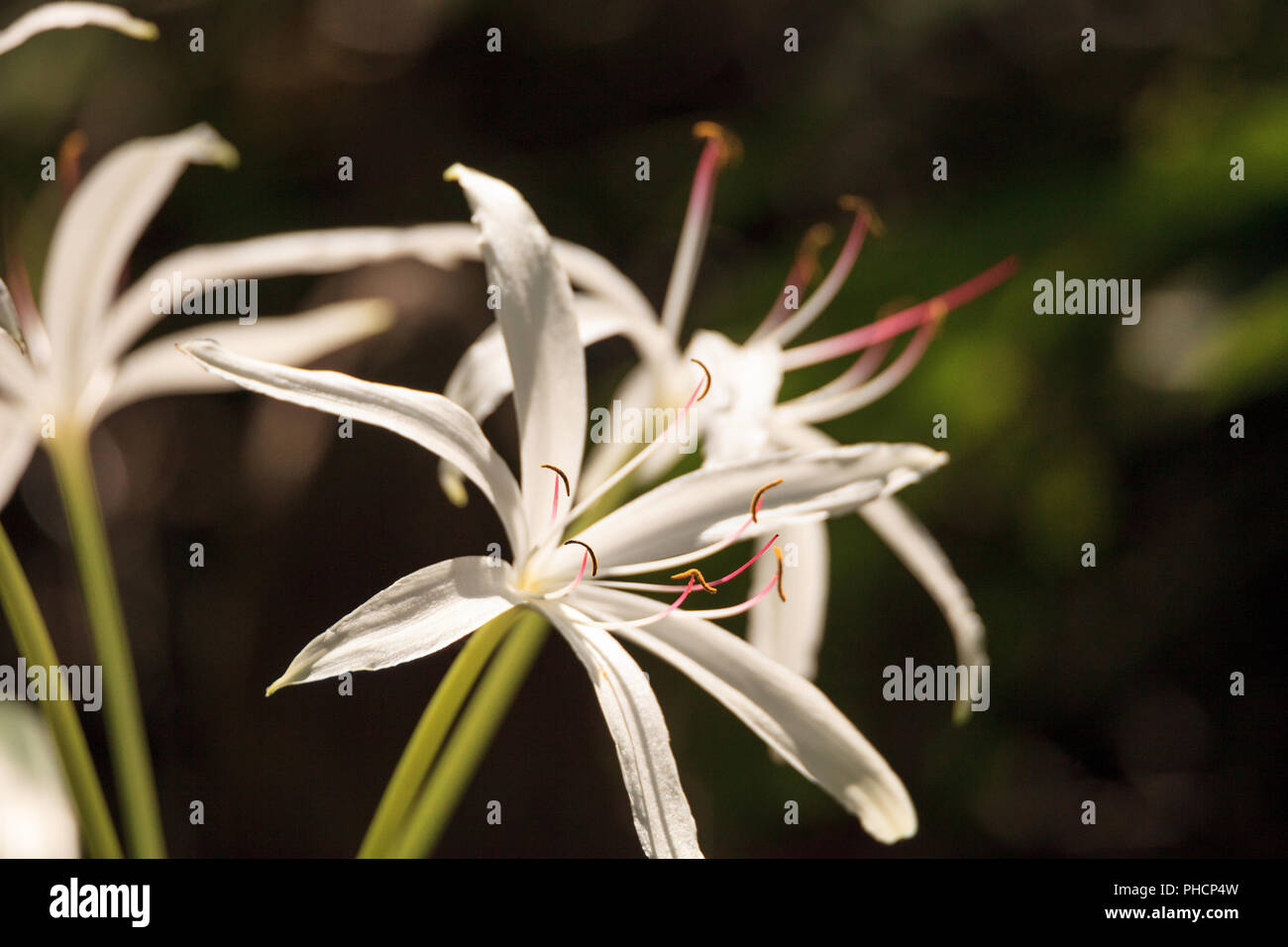 White Swamp lily flower Crinum americanum Stock Photo - Alamy
