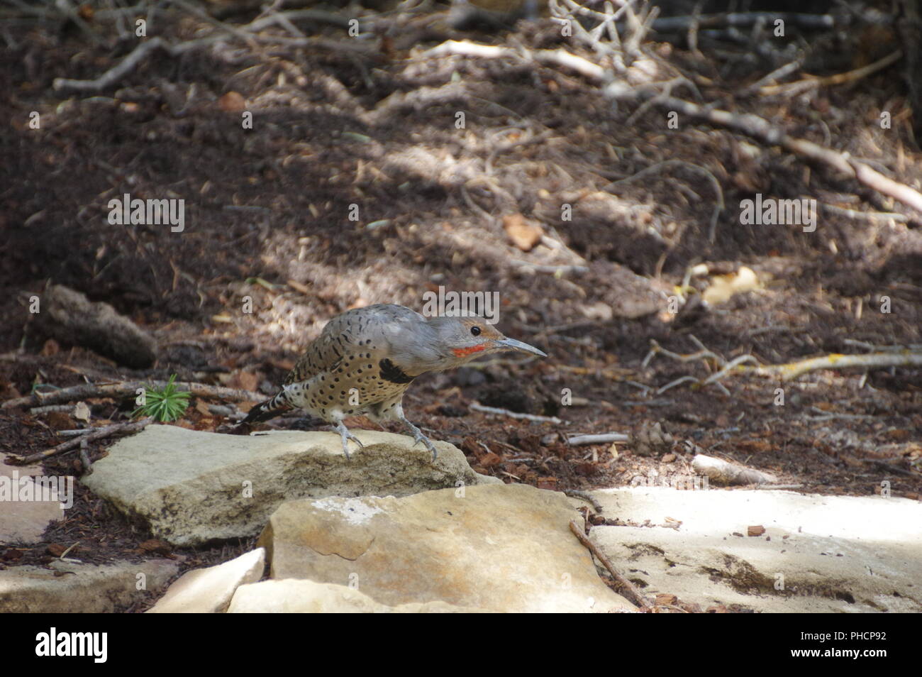 Southern flicker hi-res stock photography and images - Alamy