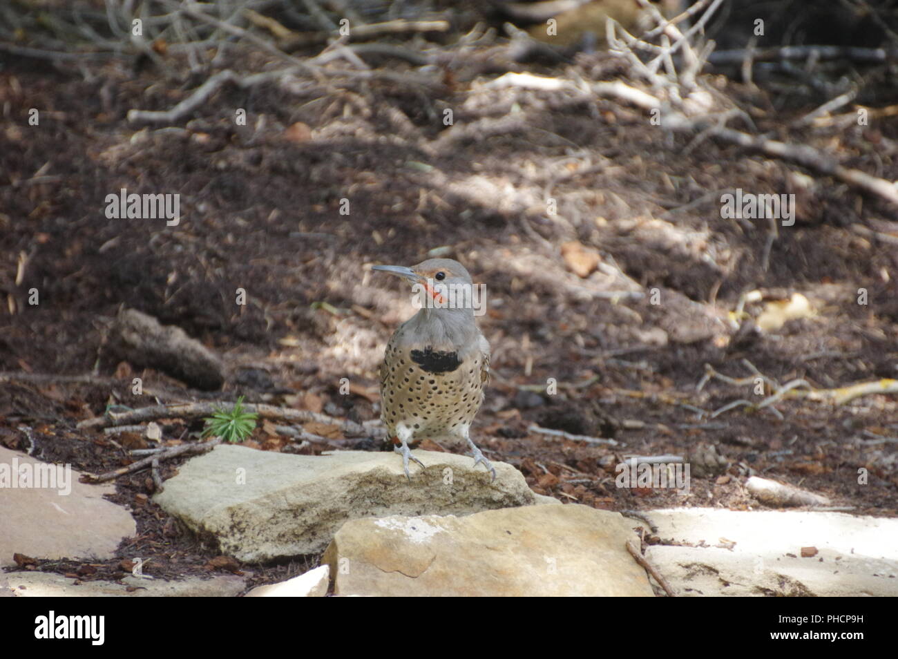 Southern flicker hi-res stock photography and images - Alamy