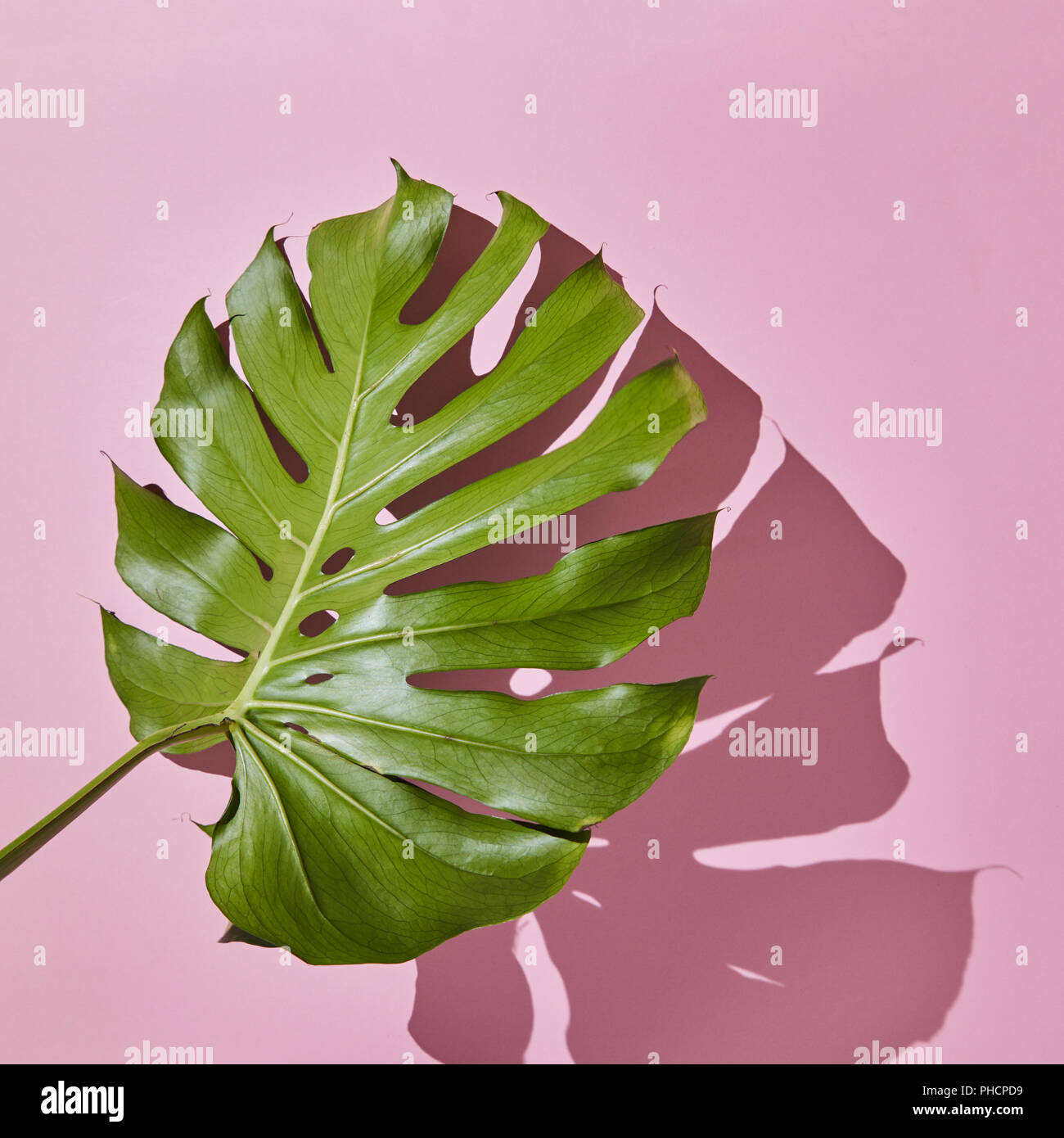 Palm leaves isolated Stock Photo - Alamy