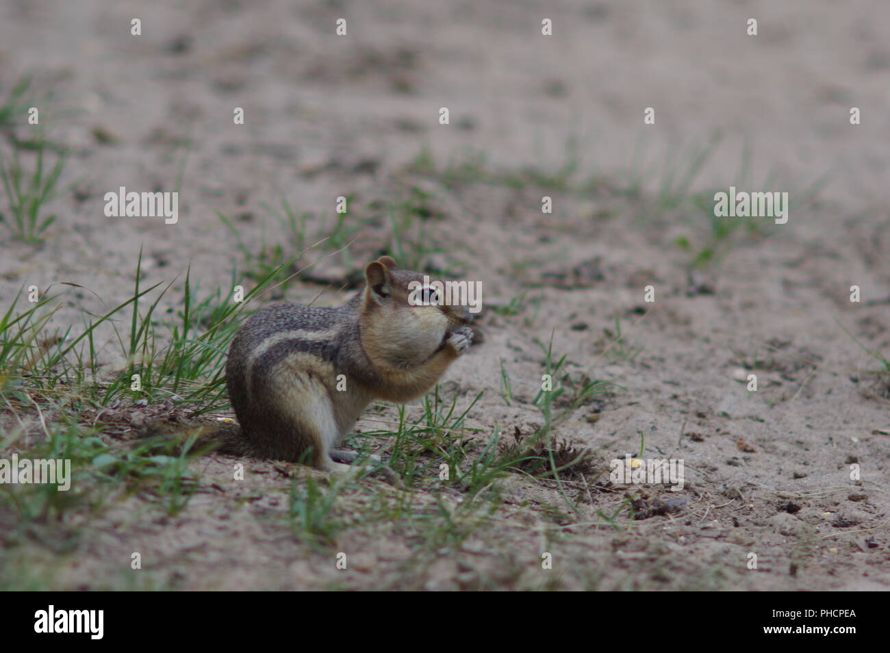 One Squirrel with its cheeks full Stock Photo - Alamy