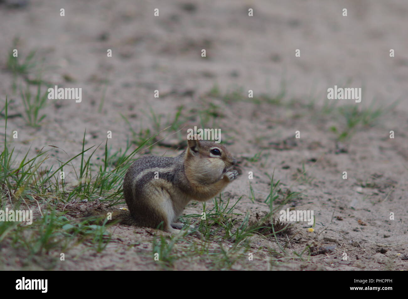 One Squirrel with its cheeks full Stock Photo - Alamy