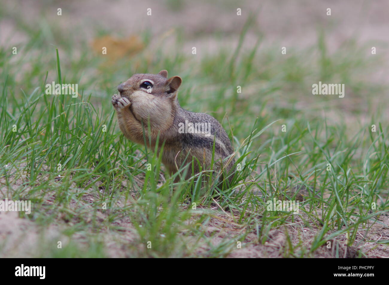 Full cheeks hi-res stock photography and images - Alamy