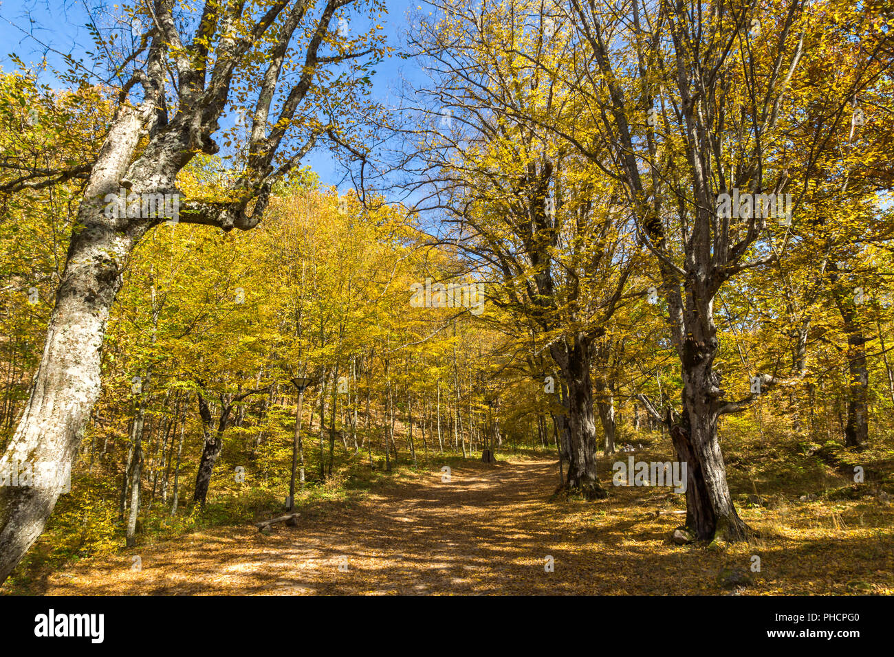 Autumn Landscape with yellow near Devil town in Radan Mountain, Serbia ...