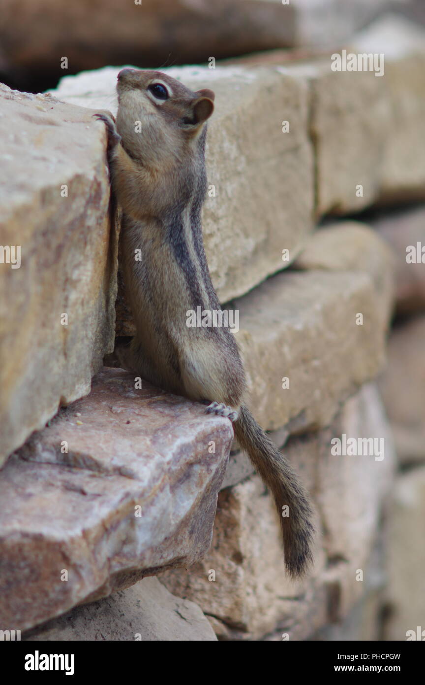 Cheeks Full High Resolution Stock Photography and Images - Alamy