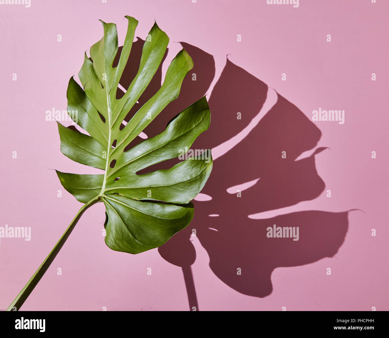 Palm leaves isolated Stock Photo - Alamy