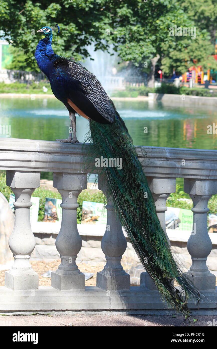 Peacock Full Body