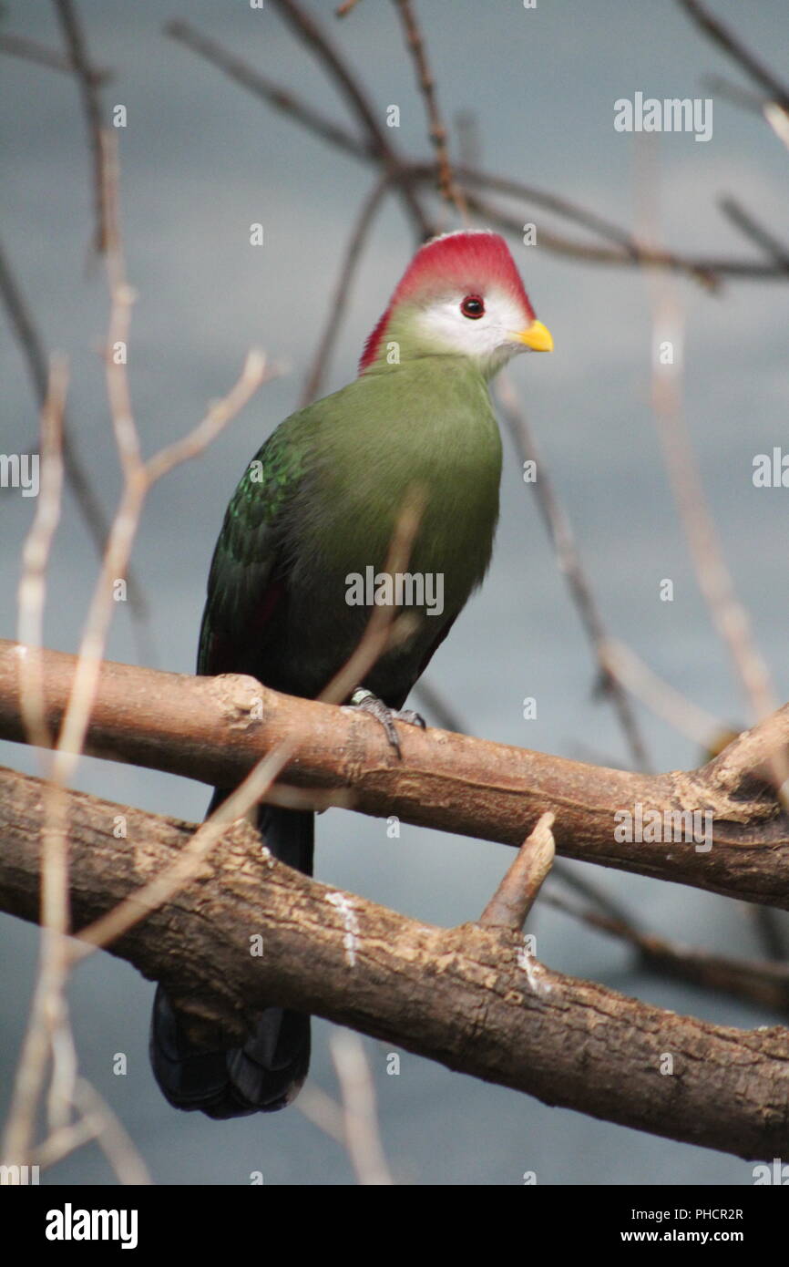 Red crested turaco hi-res stock photography and images - Alamy