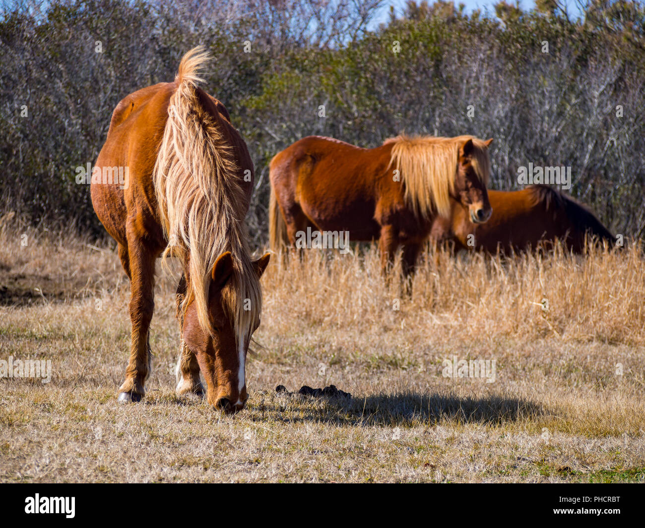 Assateague Island National Park High Resolution Stock Photography and ...