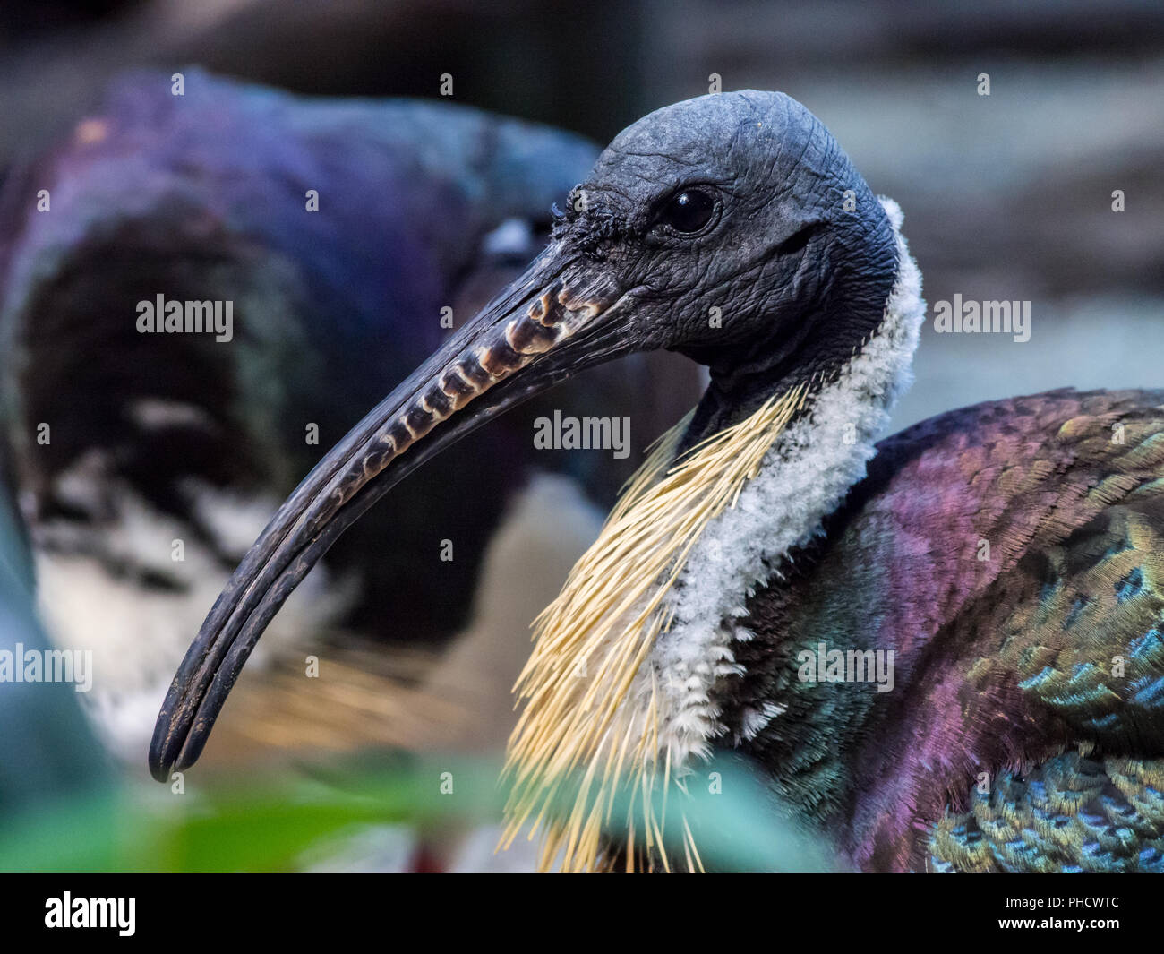 Ugly Beauty High Resolution Stock Photography and Images - Alamy