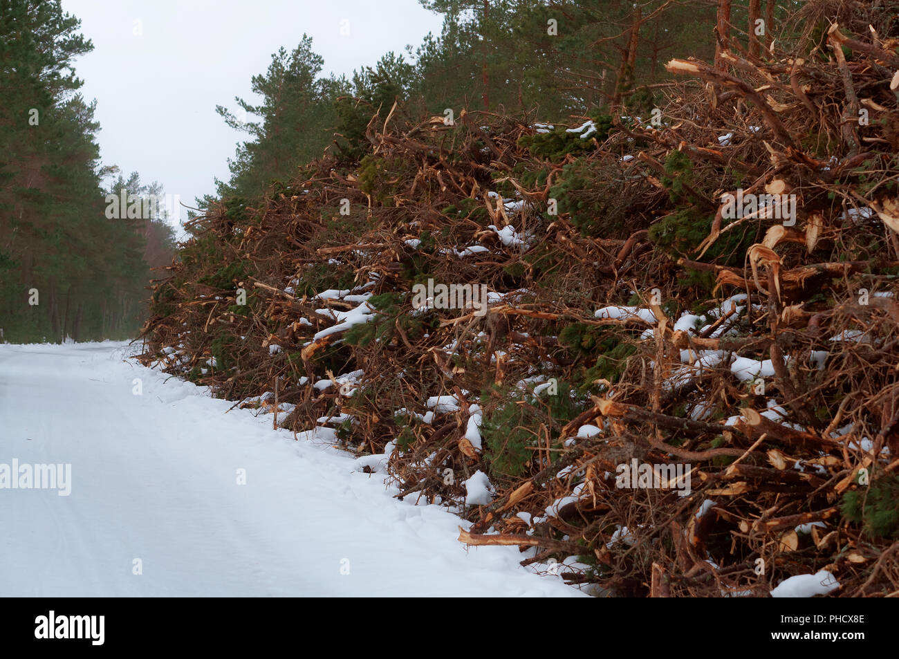 sawn trees under snow, logging in winter Stock Photo - Alamy