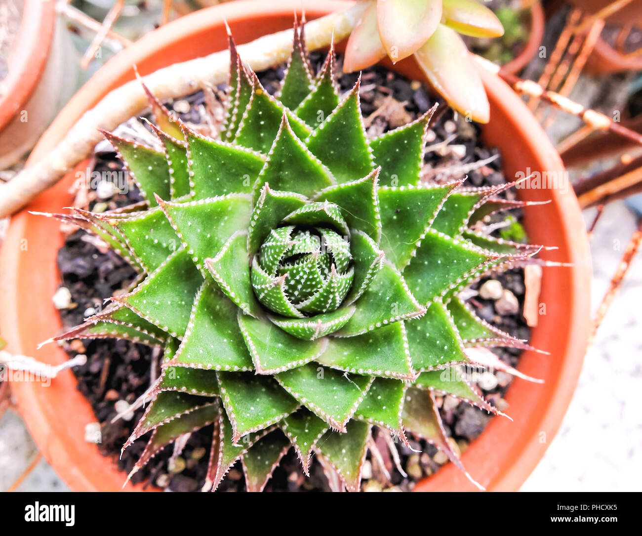 Cactus Texture Background Stock Photo - Alamy