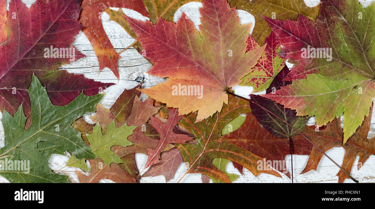 Autumn foliage on rustic white wood in filled frame layout Stock Photo ...