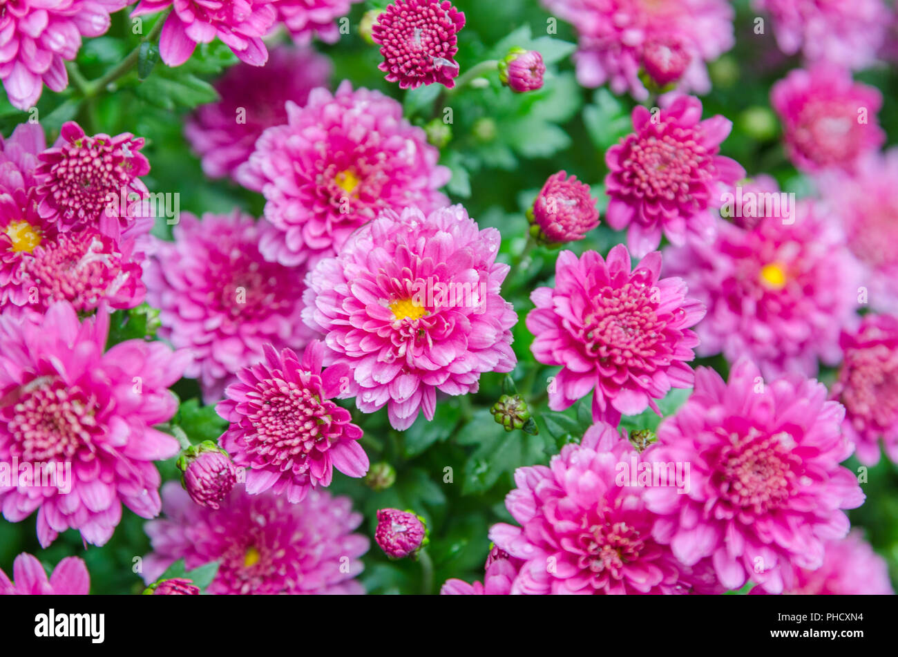 Beautiful blooming pink chrysanthemum bush in the garden Stock Photo ...