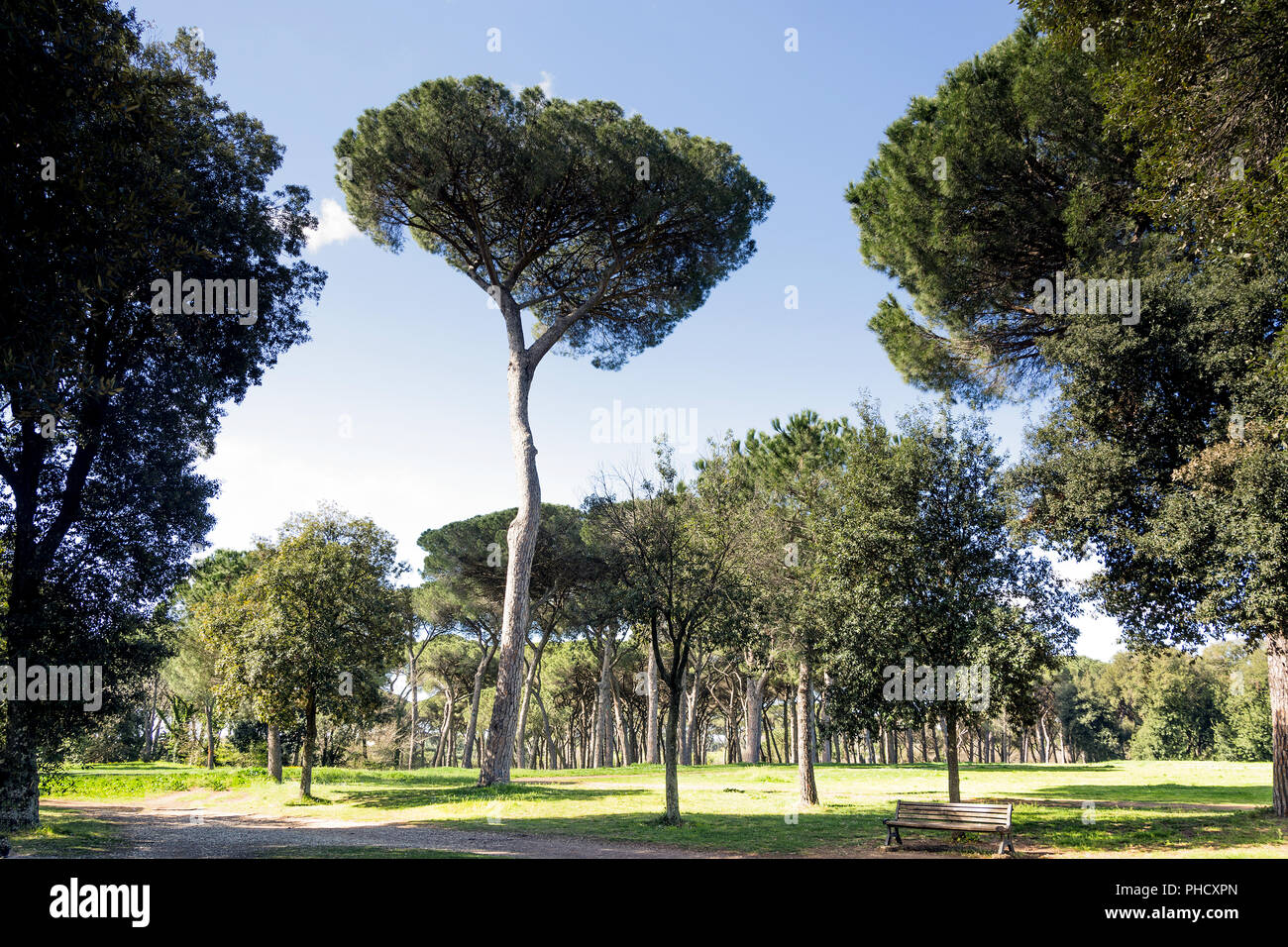 trees in the park Stock Photo - Alamy