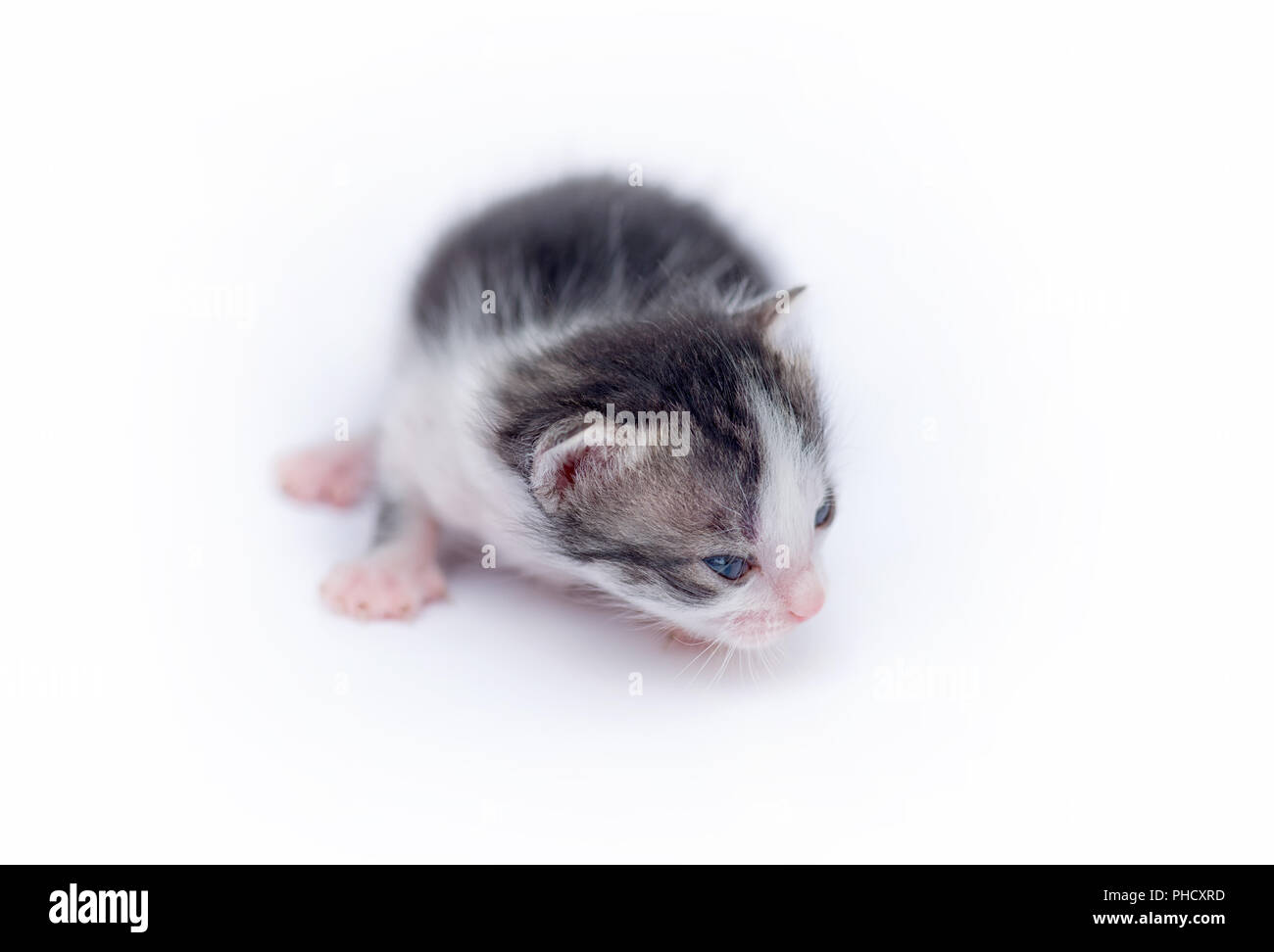 Portrait little kitten on Cut Out Stock Images & Pictures - Alamy