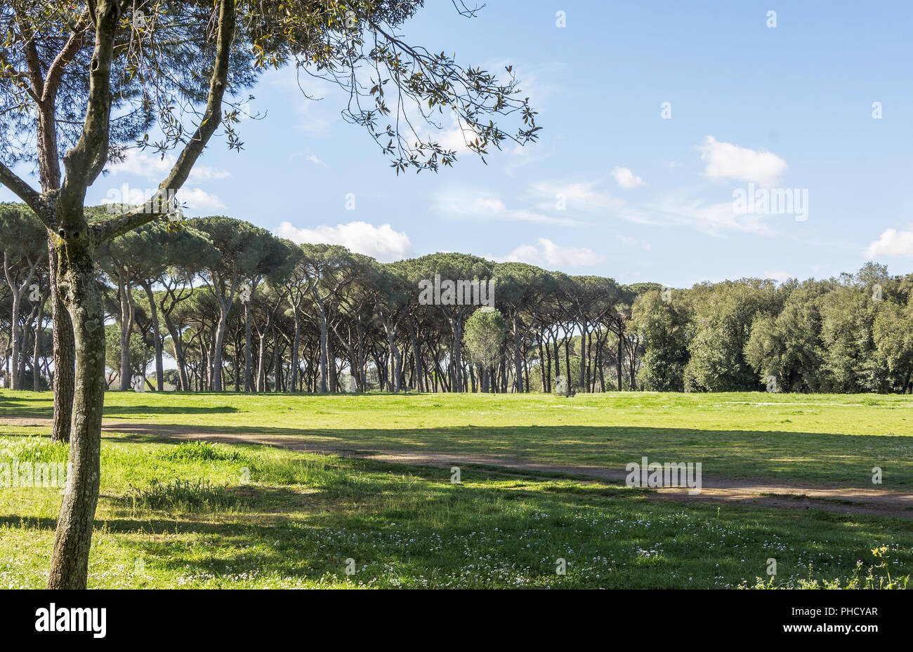 Landscape with pine trees Stock Photo - Alamy