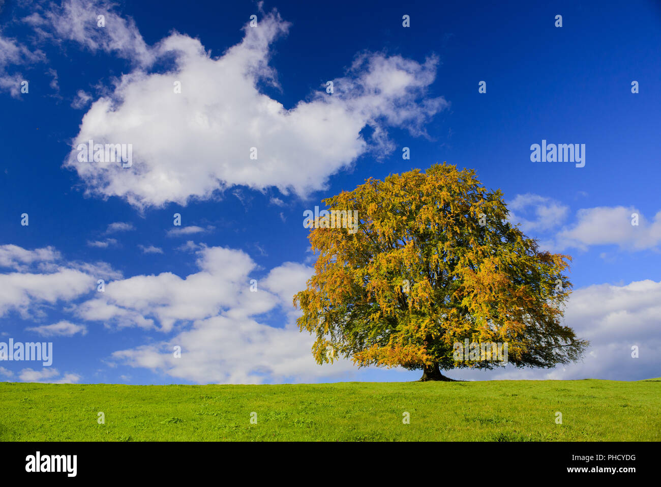 big old beech tree at autumn Stock Photo - Alamy