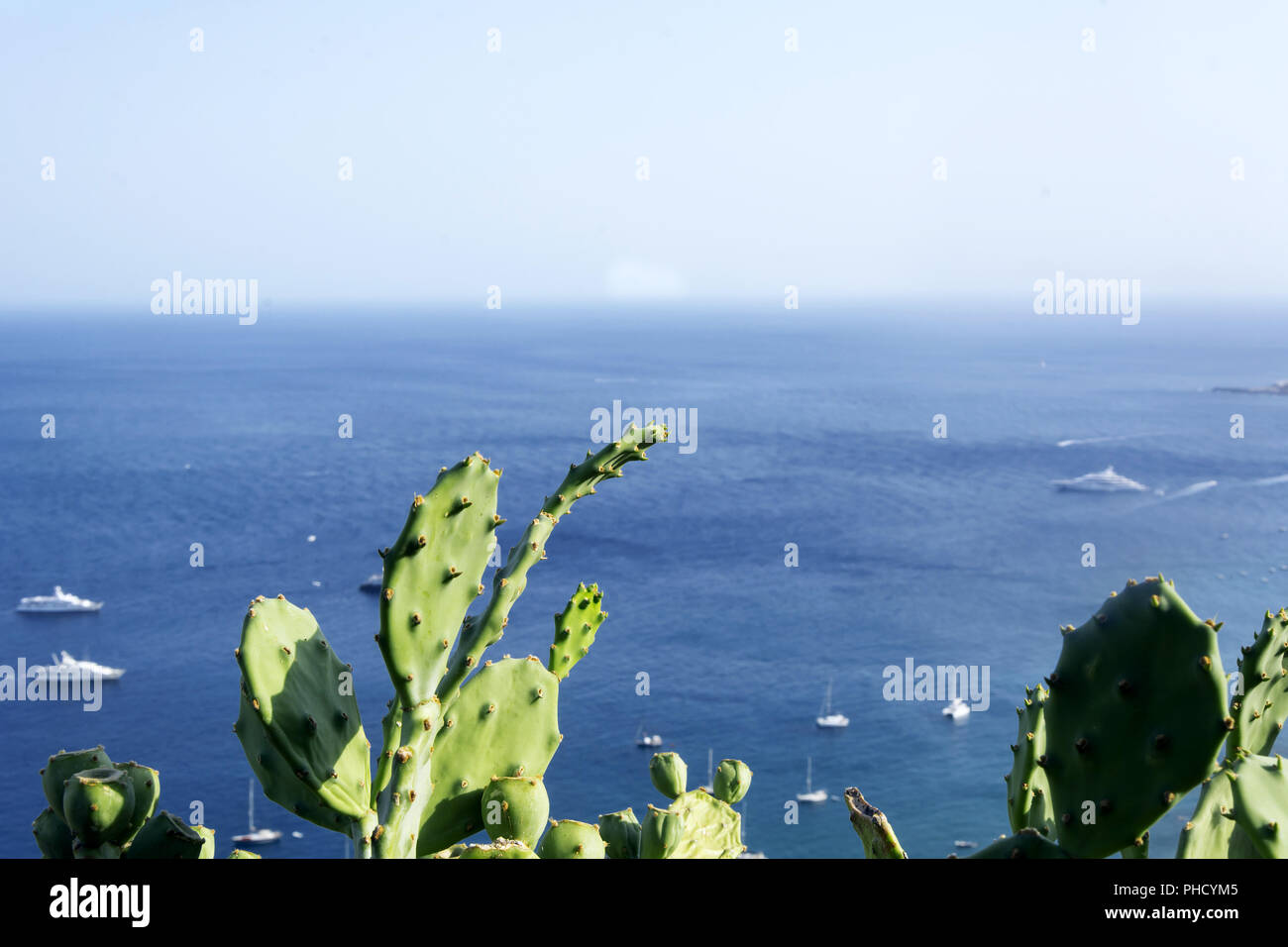 Cactus plant overlooks the sea in Sicily Stock Photo - Alamy