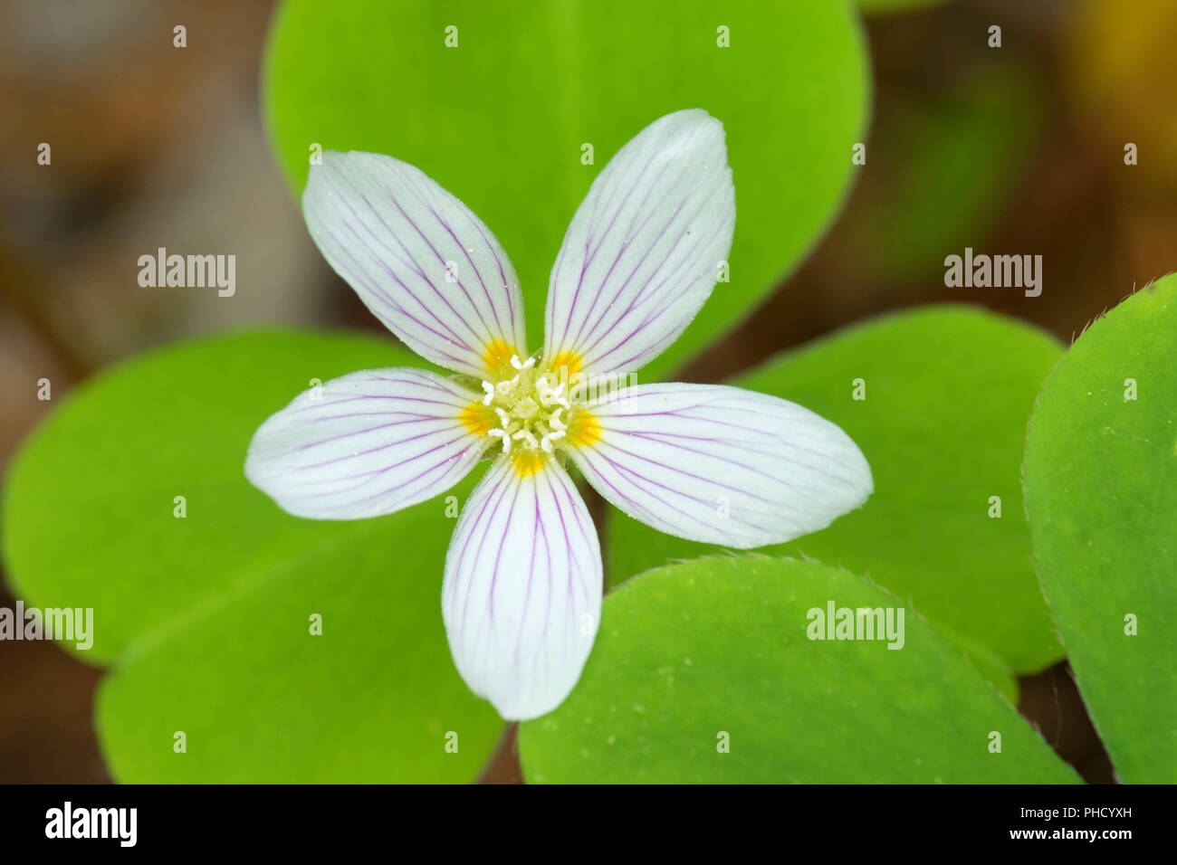 Oxalis flower near Salt Creek, Willamette National Forest, Oregon Stock ...