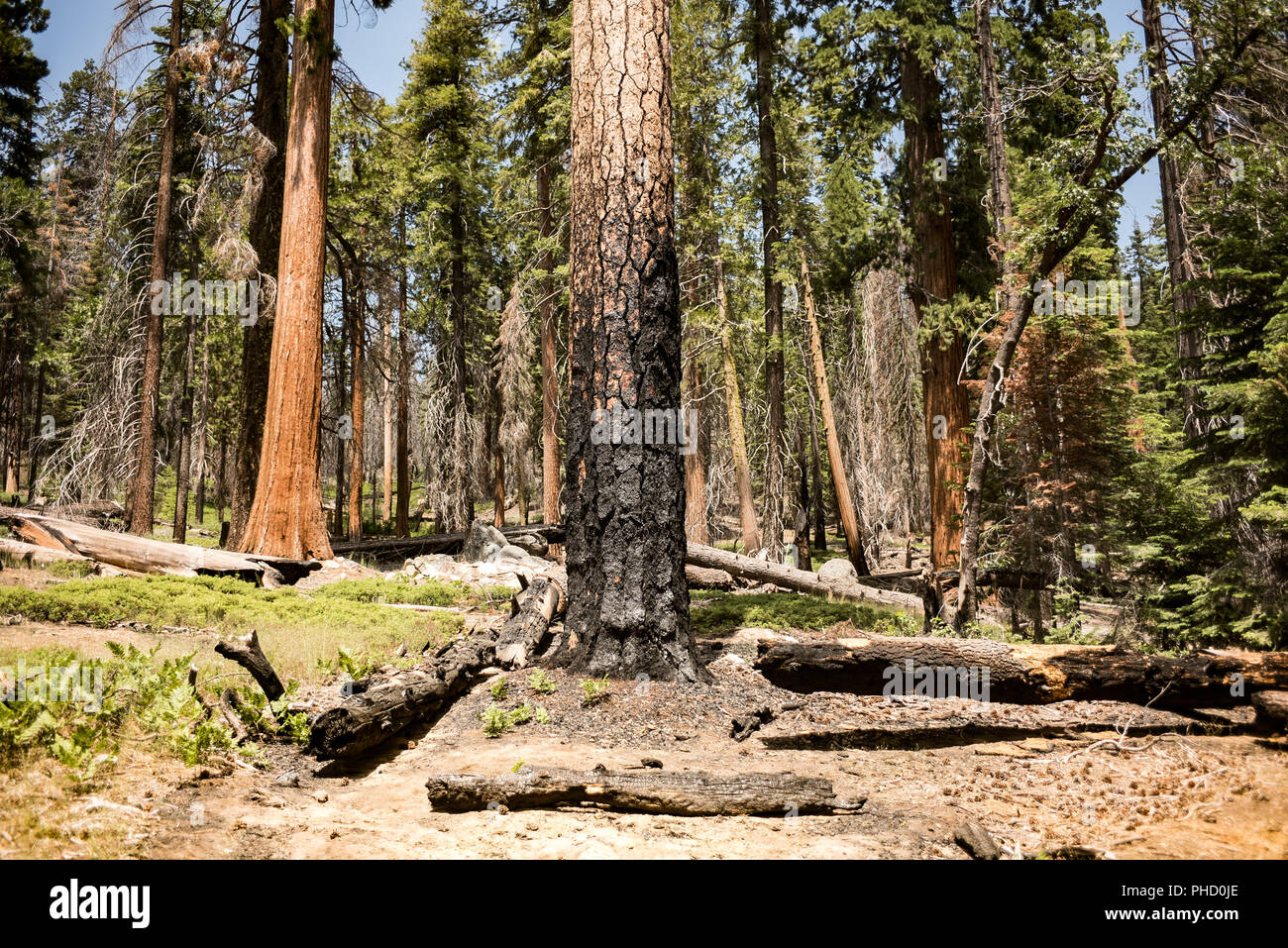 Images of Sequoias and visitors to the Trail of 100 Giants in the Grand ...