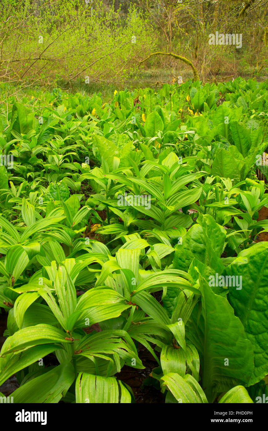 Indian hellebore hi-res stock photography and images - Alamy