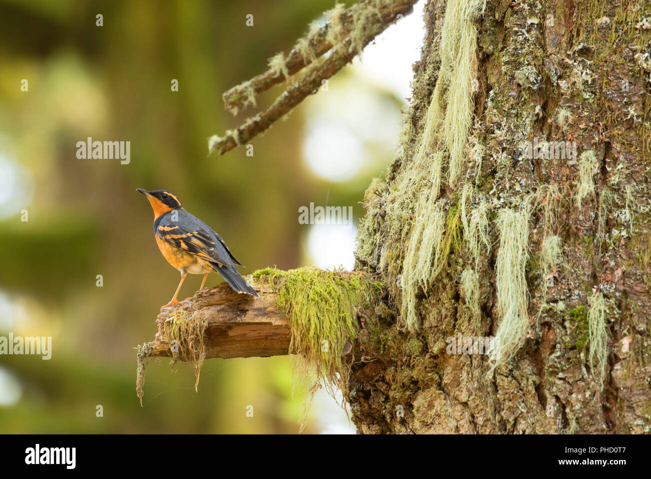 Varied thrush, Siuslaw National Forest, Oregon Stock Photo - Alamy