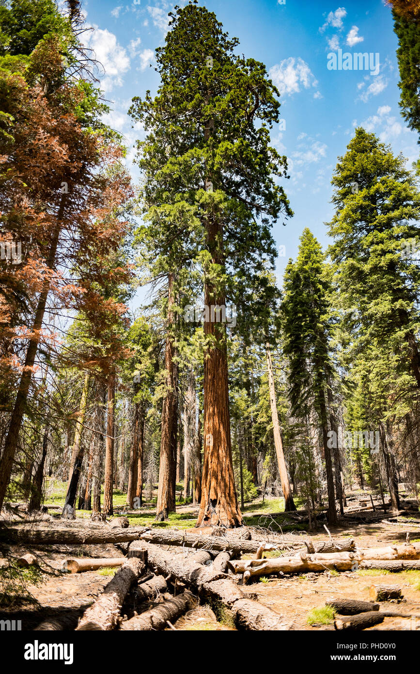Images of Sequoias and visitors to the Trail of 100 Giants in the Grand ...