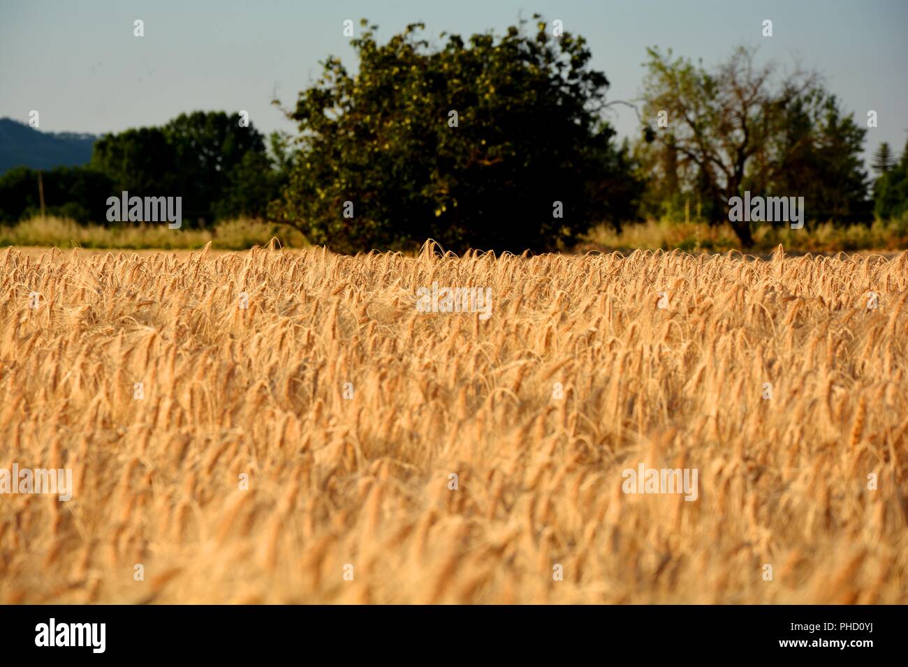 field of wheat, barley, rye Stock Photo - Alamy