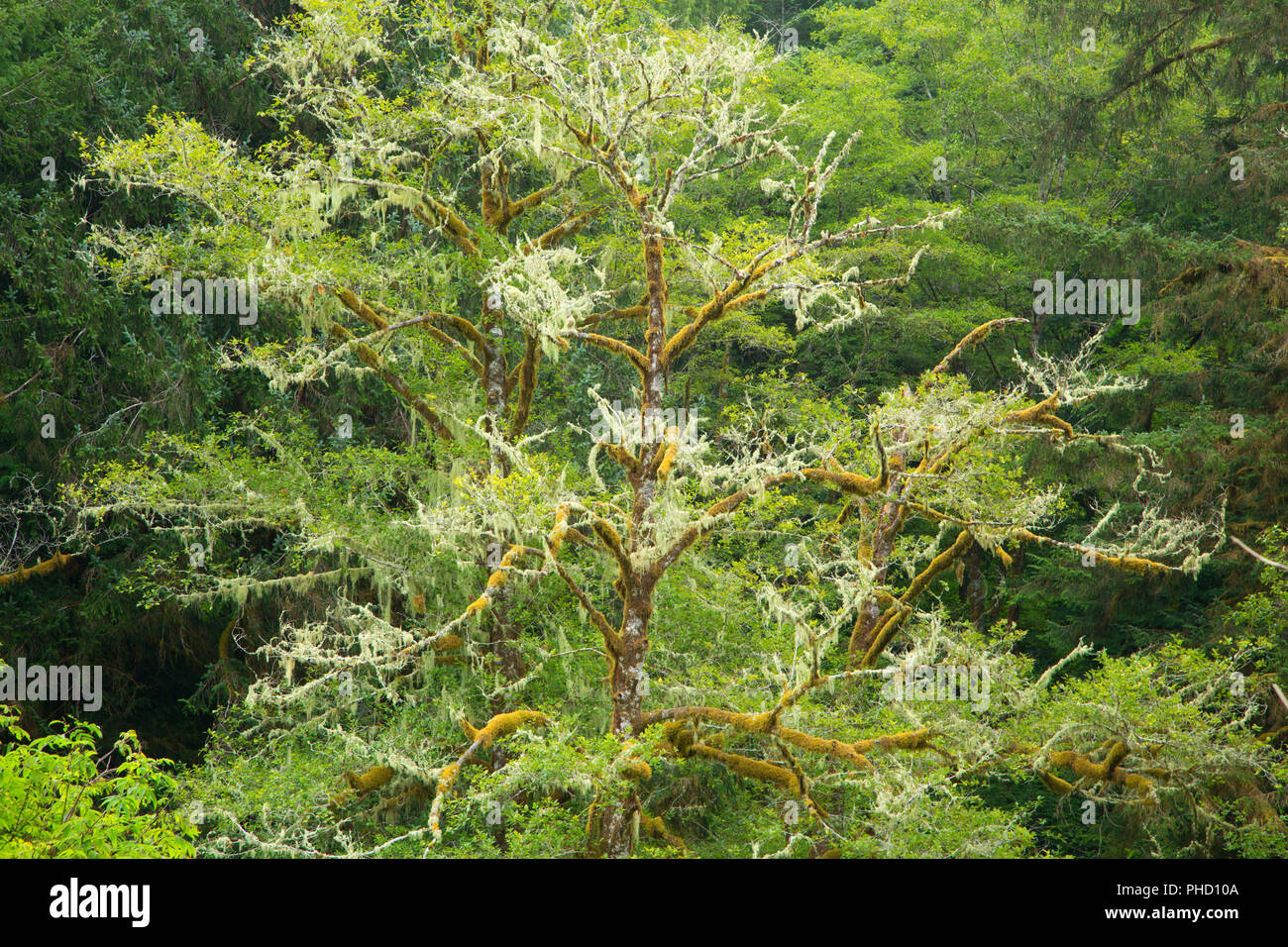 Red alder along Enchanted Valley Trail, Siuslaw National Forest, Oregon ...