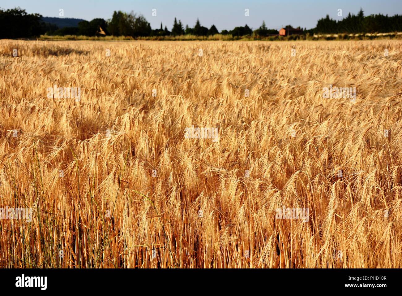 field of wheat, barley, rye Stock Photo - Alamy