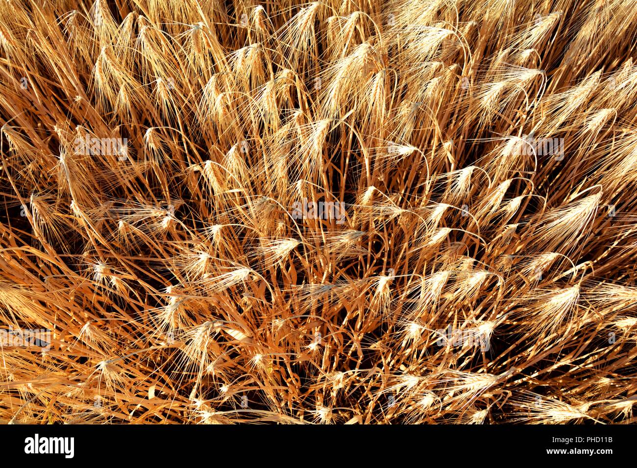 field of wheat, barley, rye Stock Photo - Alamy