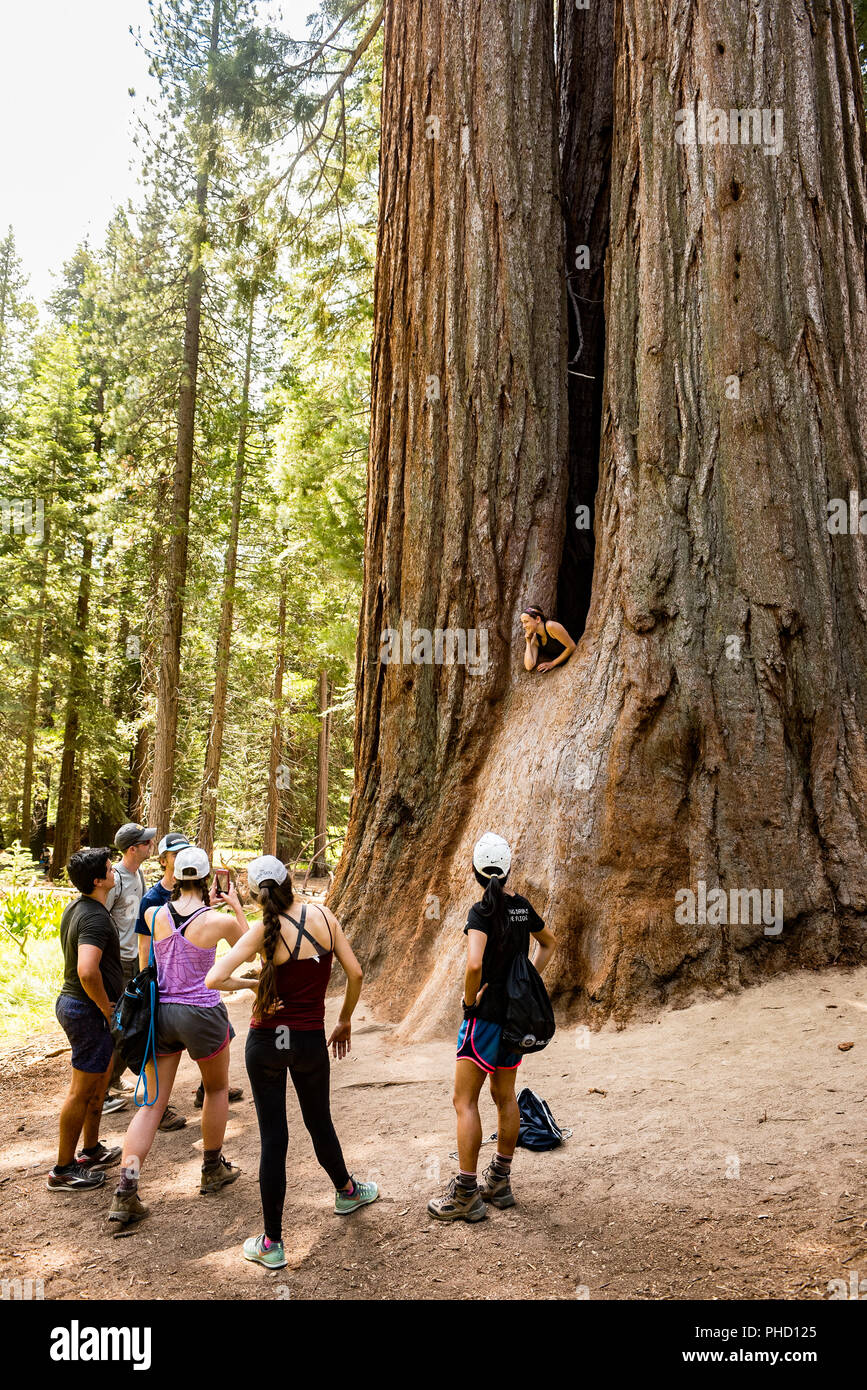 Burnt trees sequoia national park hi-res stock photography and images ...