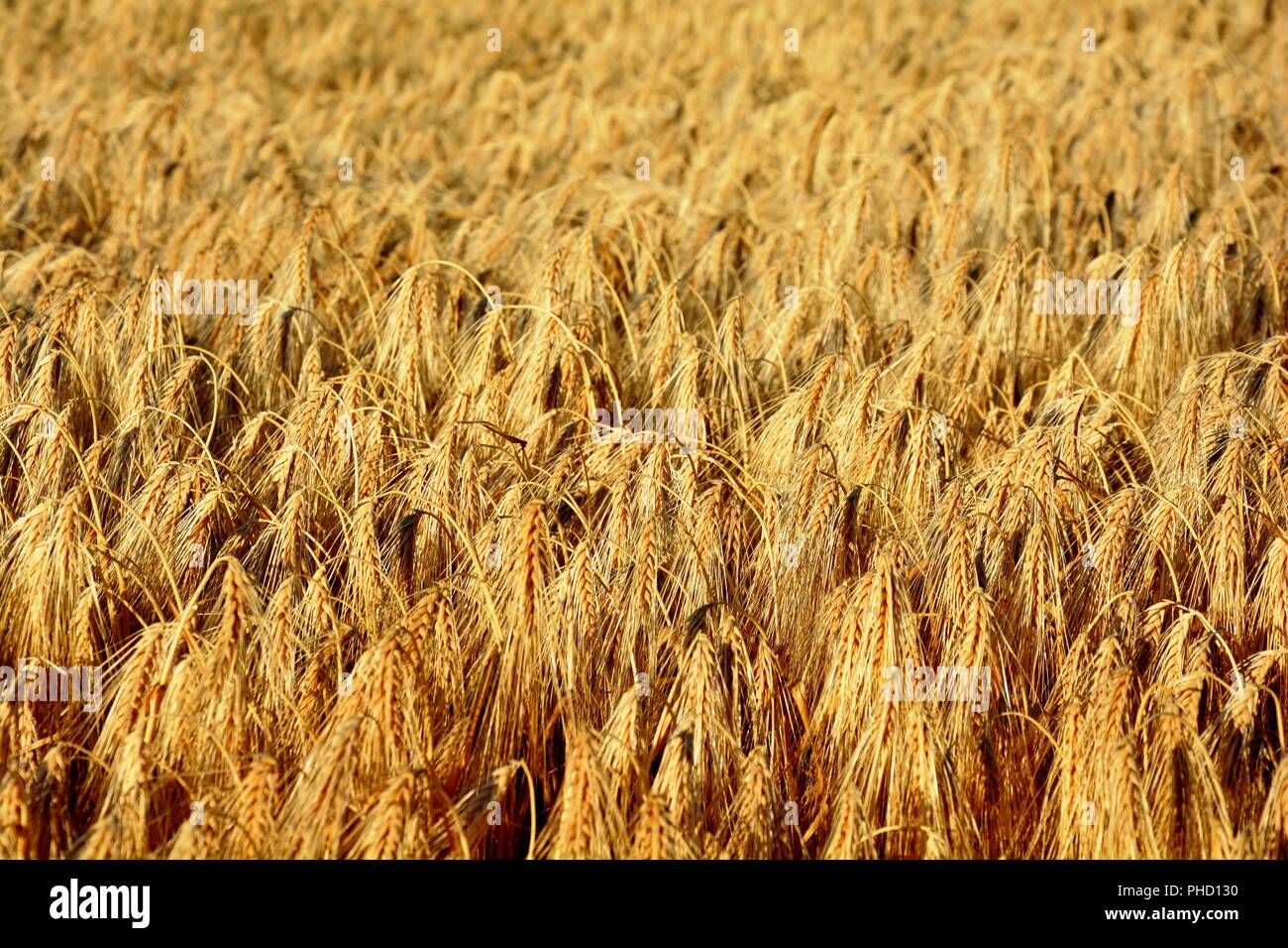 field of wheat, barley, rye Stock Photo - Alamy