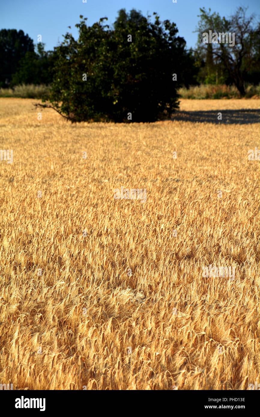 field of wheat, barley, rye Stock Photo - Alamy