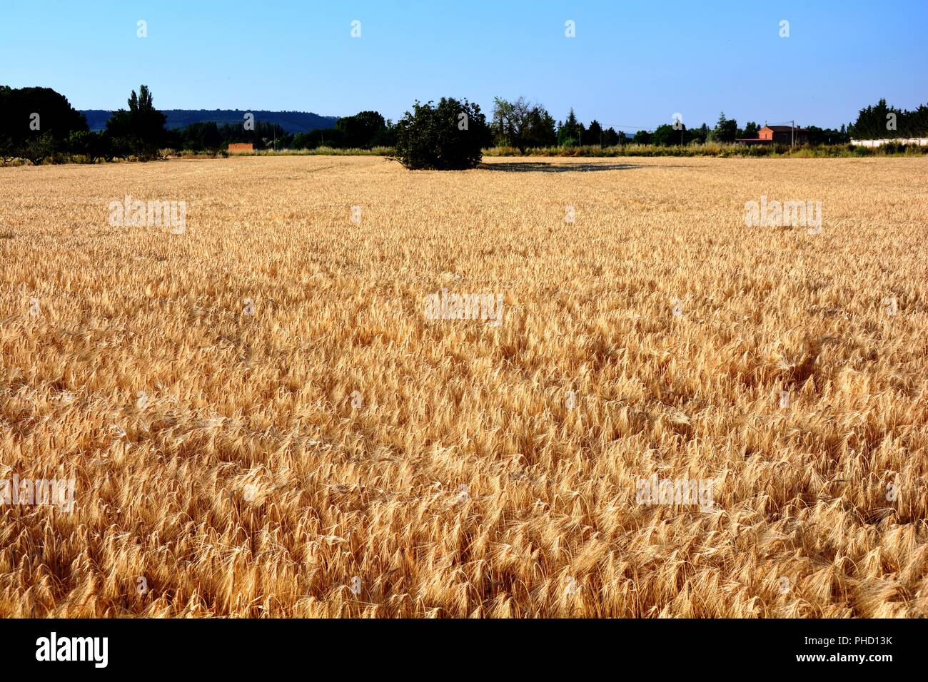 field of wheat, barley, rye Stock Photo - Alamy