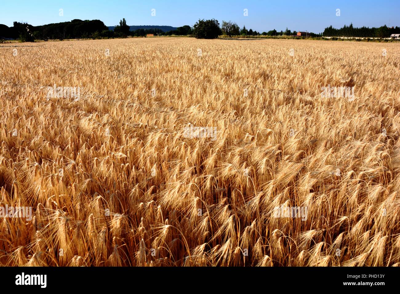 field of wheat, barley, rye Stock Photo - Alamy