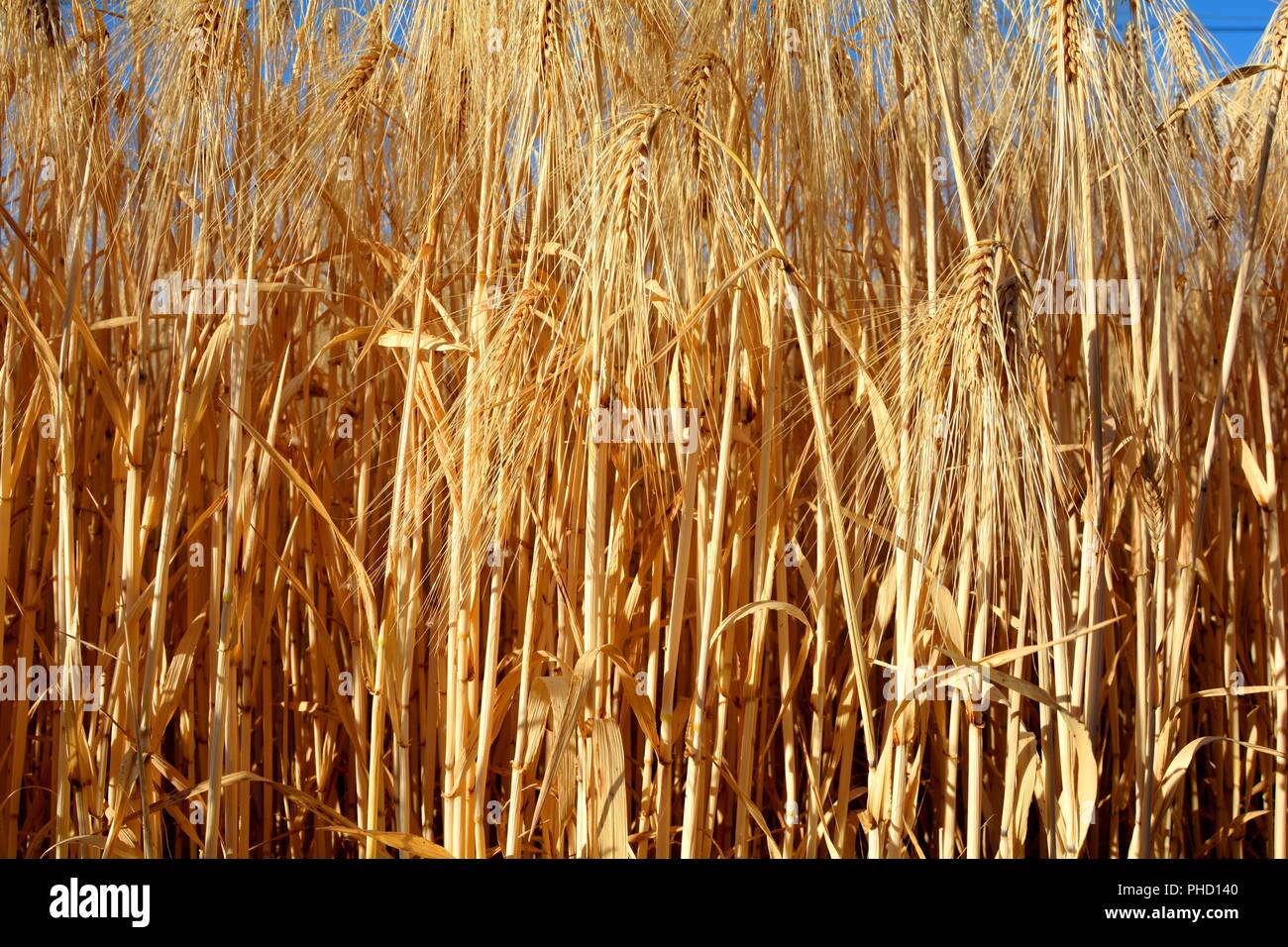 field of wheat, barley, rye Stock Photo - Alamy