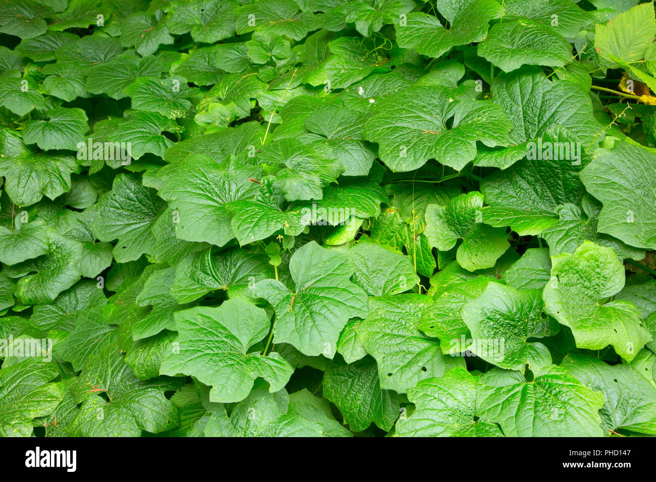 Wild cucumber hi-res stock photography and images - Alamy