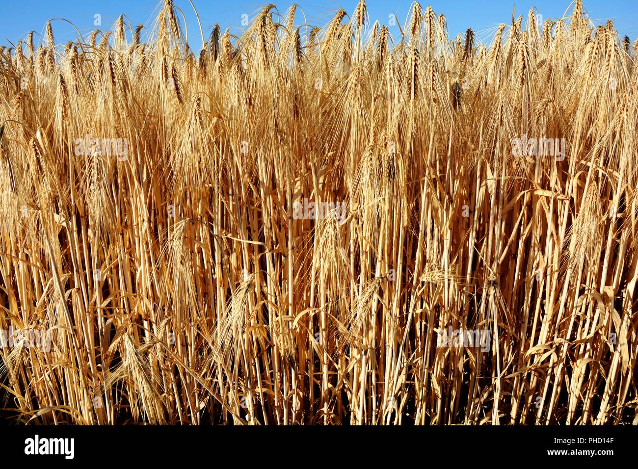 field of wheat, barley, rye Stock Photo - Alamy