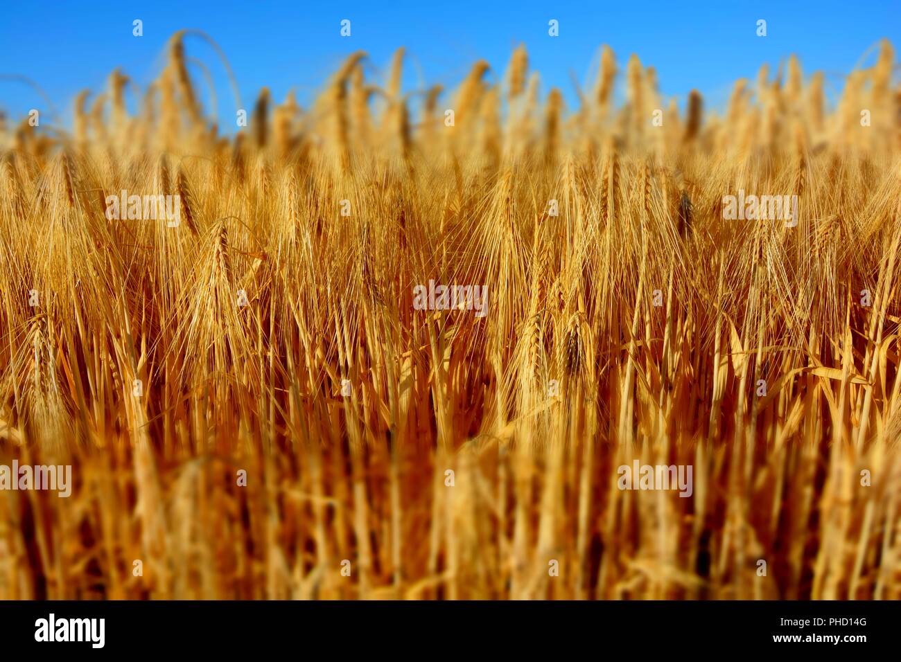 field of wheat, barley, rye Stock Photo - Alamy