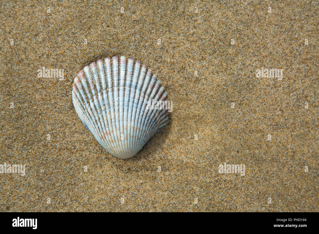 Cockle shell on Baker Beach, Siuslaw National Forest, Oregon Stock ...