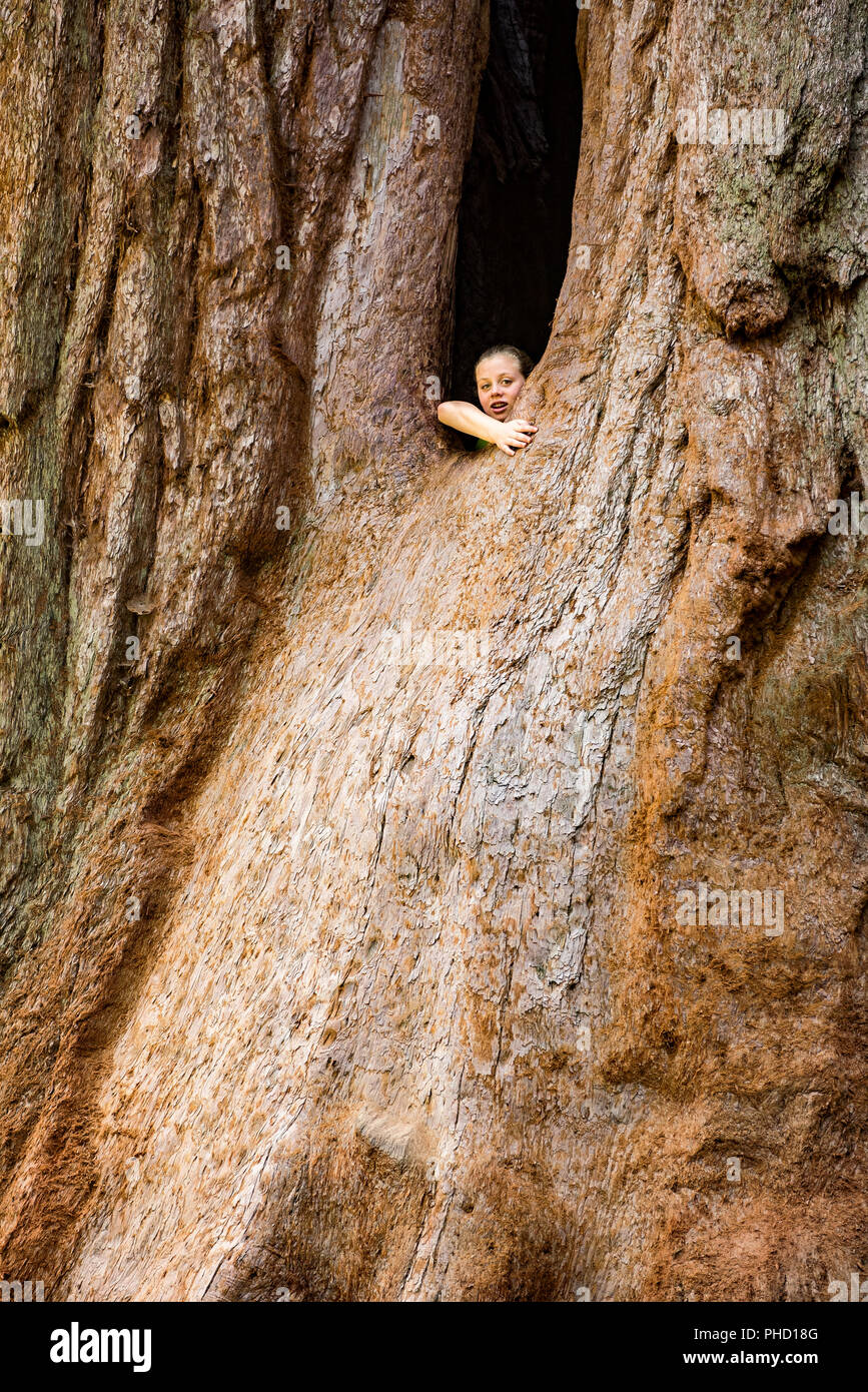 Images of Sequoias and visitors to the Trail of 100 Giants in the Grand ...