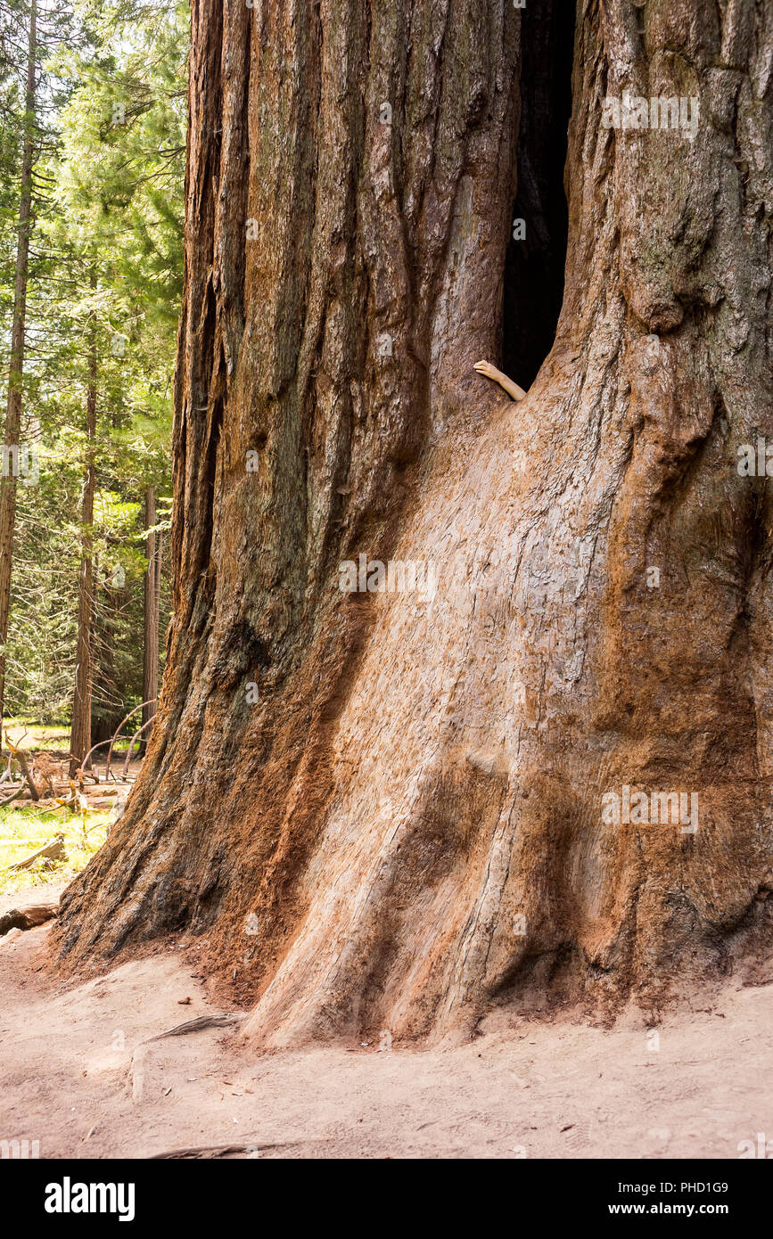 Images of Sequoias and visitors to the Trail of 100 Giants in the Grand ...