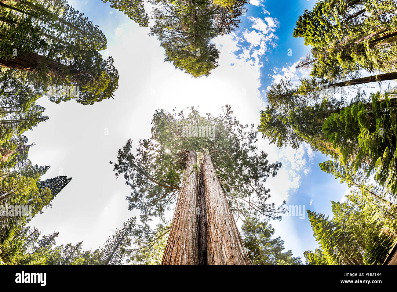 Images of Sequoias and visitors to the Trail of 100 Giants in the Grand ...