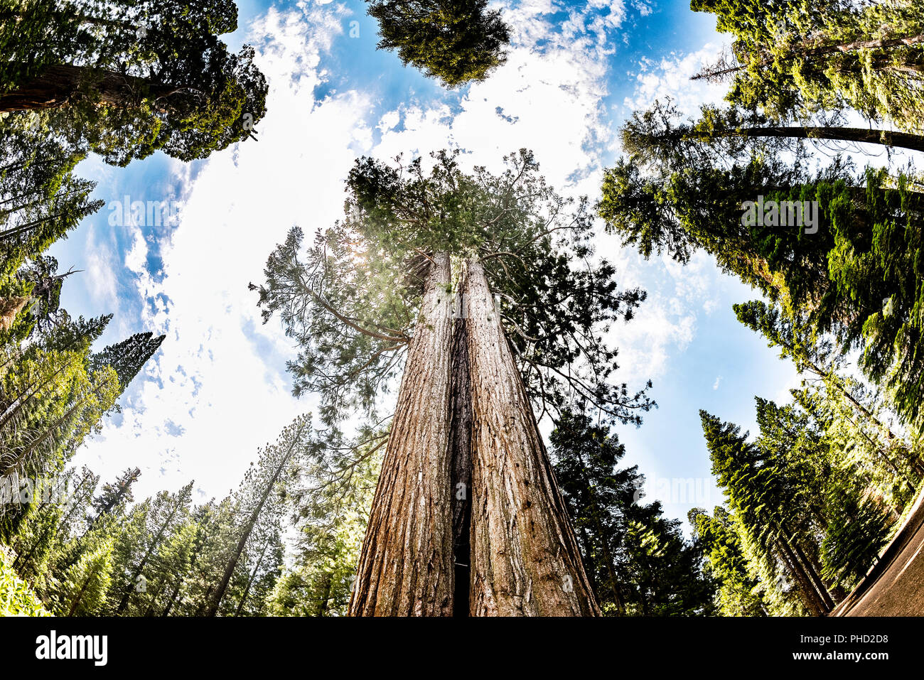 Images of Sequoias and visitors to the Trail of 100 Giants in the Grand ...