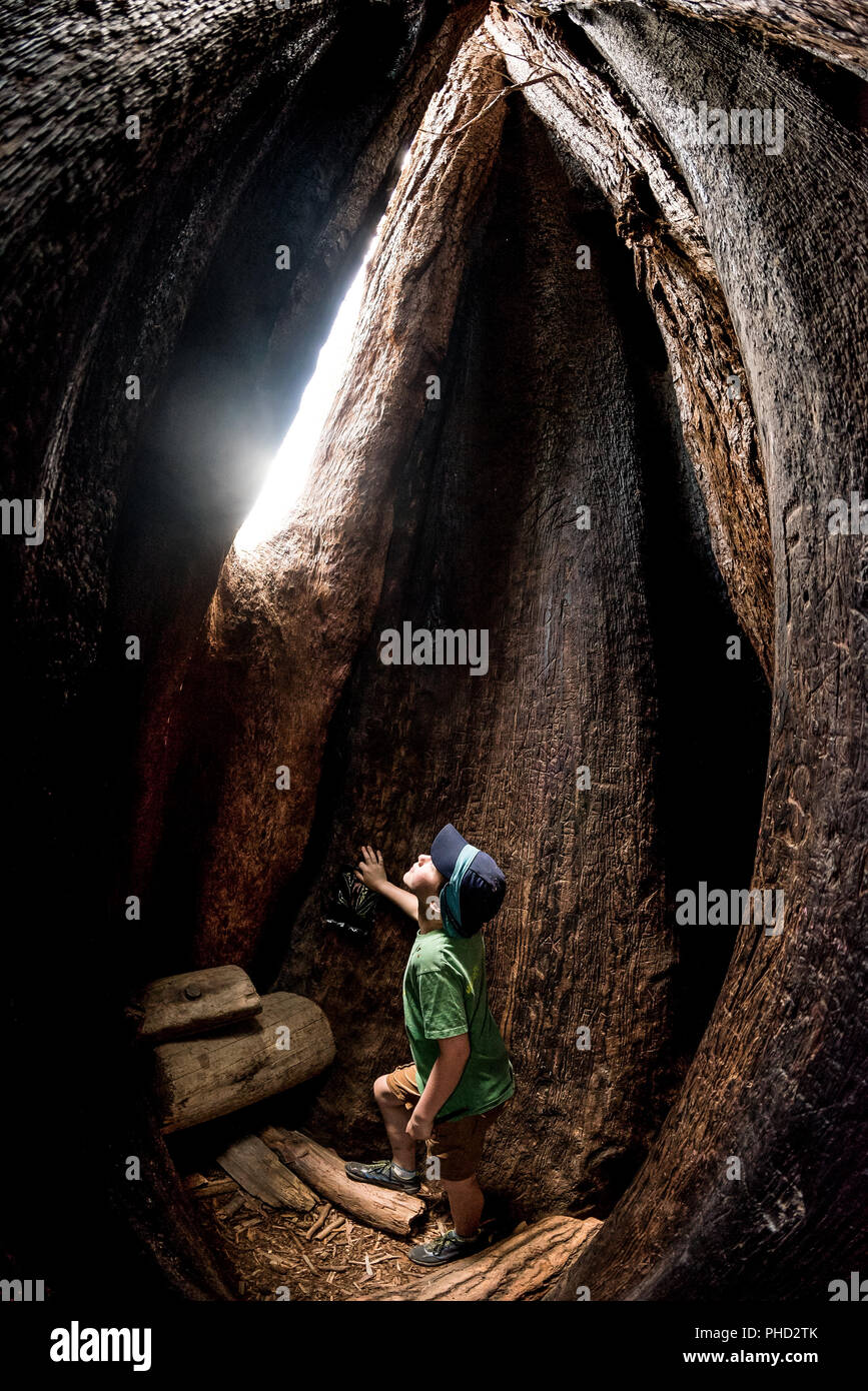 Images of Sequoias and visitors to the Trail of 100 Giants in the Grand ...